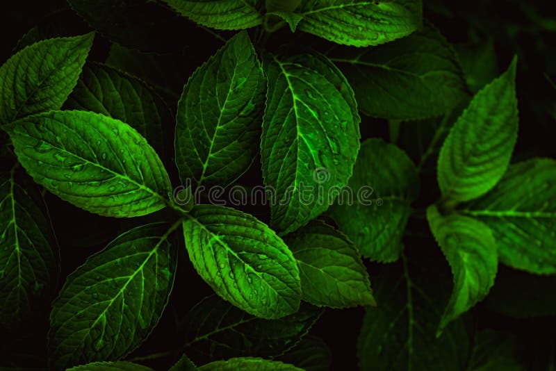 Deep Green Leaves with Raindrops. Natural Green Background Stock Photo ...