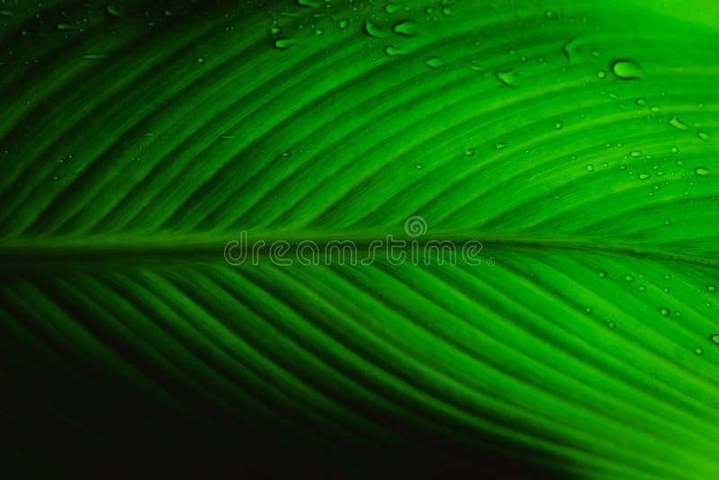 Deep Green Leaves with Raindrops. Natural Green Background Stock Image ...