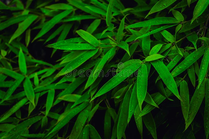 Deep Green Leaves with Raindrops. Natural Green Background Stock Image ...