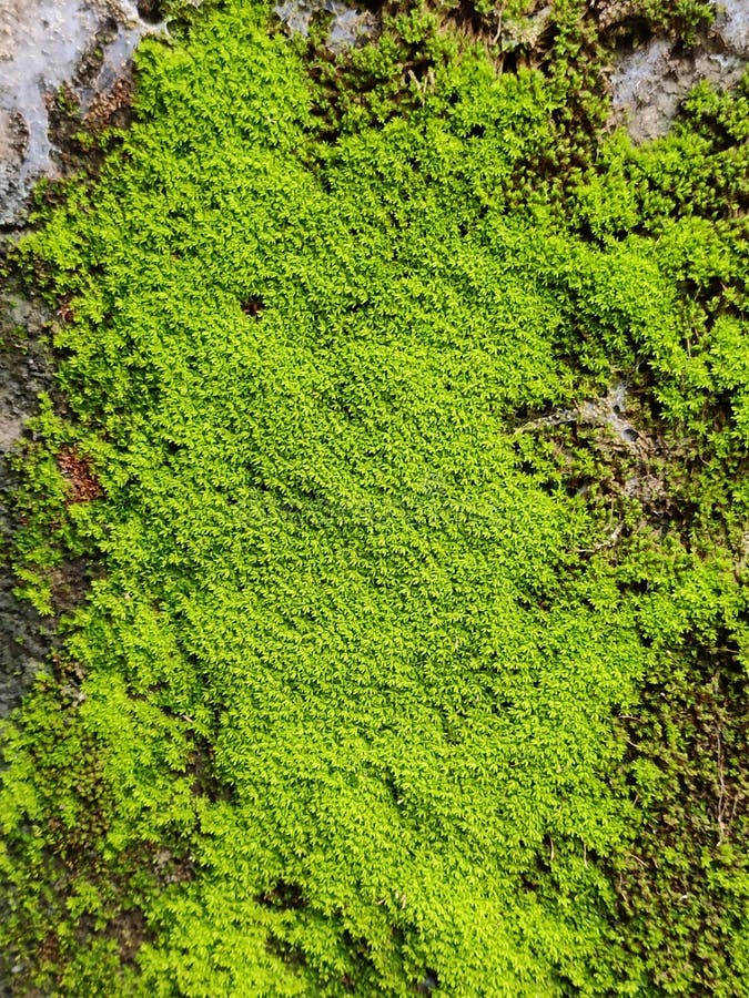 Deep Green Moss Pattern on the Wall in Very Close View . Stock Image ...