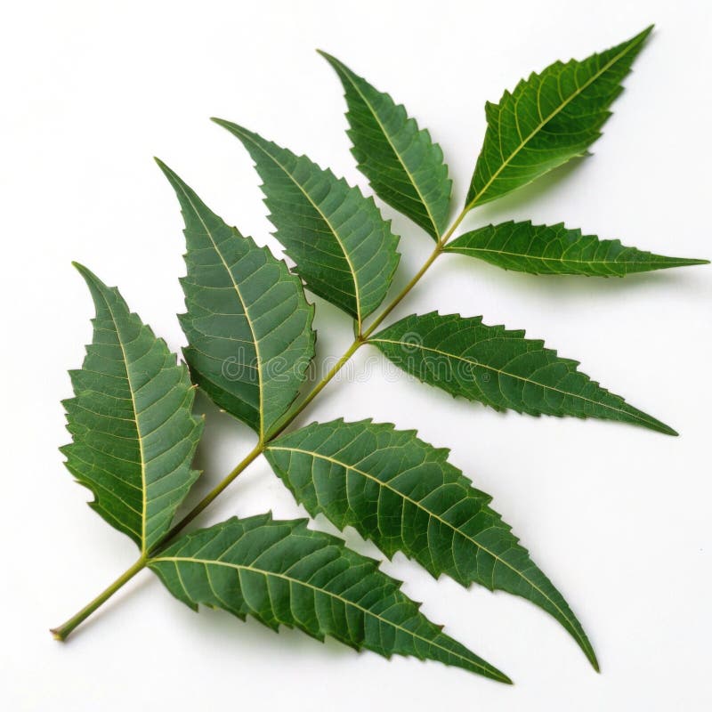 Deep Green Neem Leaves Arranged Elegantly on a White Background Stock ...