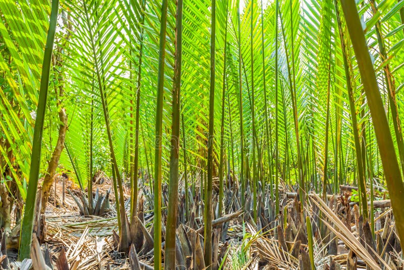 Nipa Palm Tree stock image. Image of trunk, nature, leaf - 32106407