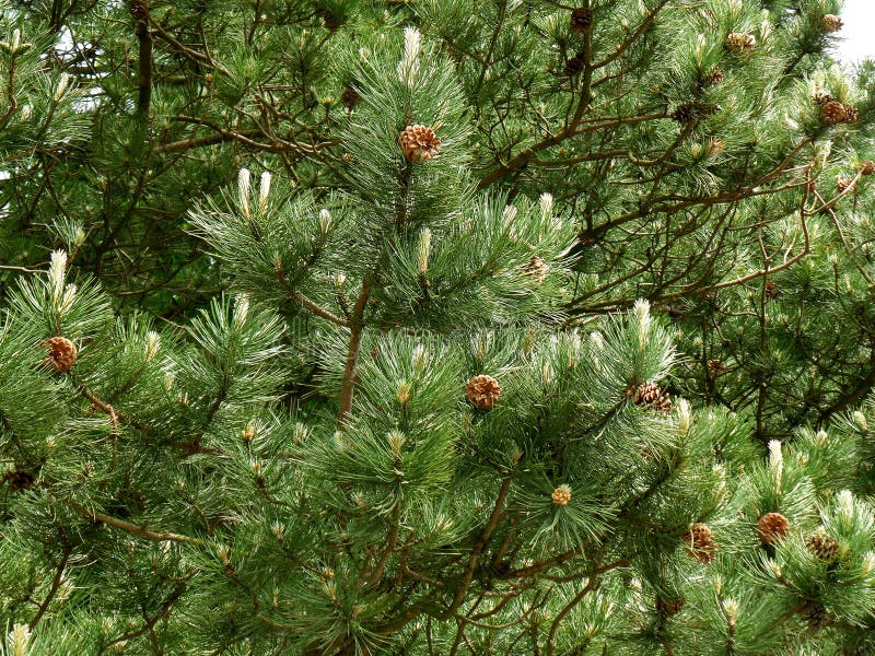 Deep Green Pine Tree with Many Pine Cones Stock Photo - Image of deep ...