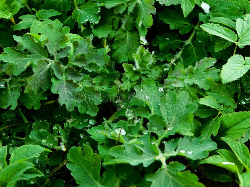 Deep green plant with dew stock photo. Image of leaves - 330722262