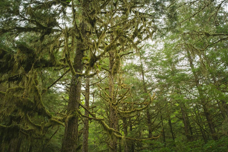 Deep Green Rainforest in Ketchikan. Alaska Stock Photo - Image of north ...