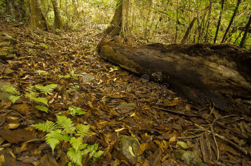 Deep in the greens stock photo. Image of bank, kerala - 149365804