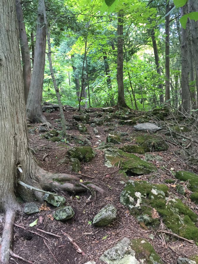 Deep hidden forest stock photo. Image of trees, hidden - 77099724