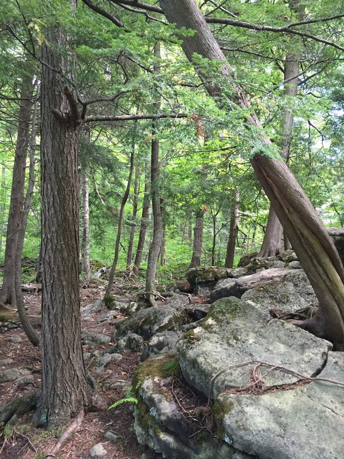 Deep hidden forest stock image. Image of wood, biome - 77099787