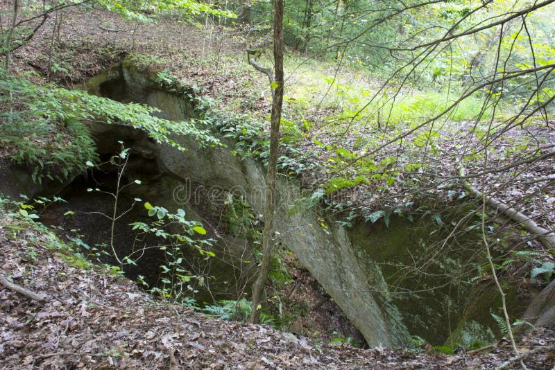 A Deep Hole in the Forest Floor Stock Image - Image of floor, growing ...