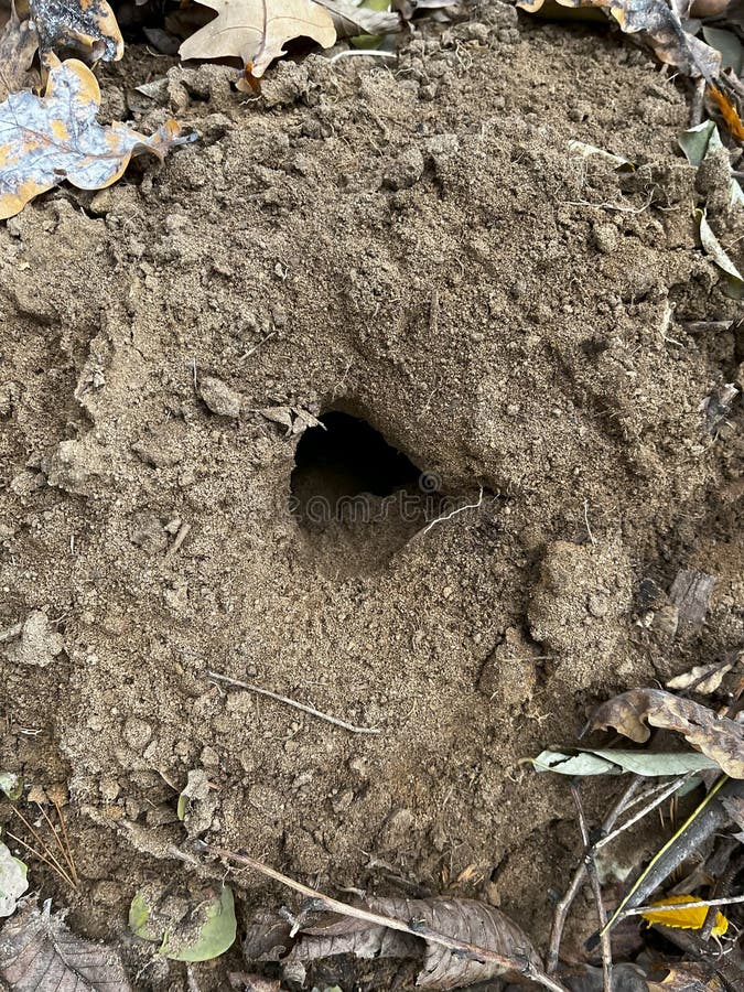 Deep Hole in the Ground. Hole in the Ground Animal in Nature Stock ...