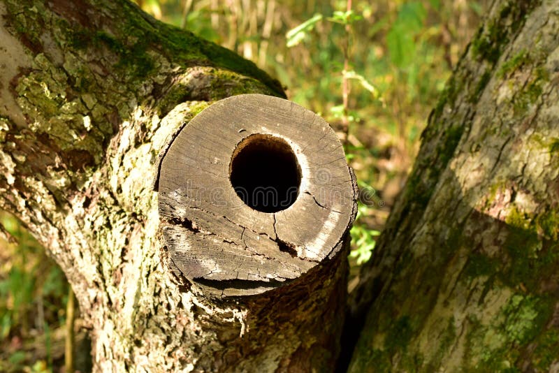A Close-up of a Small Diameter Deep Tree Hole in an Old Tree Stock ...