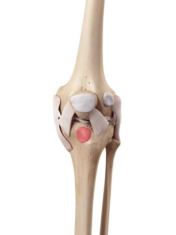 The Deep Infrapatellar Bursa Stock Illustration - Illustration of ...