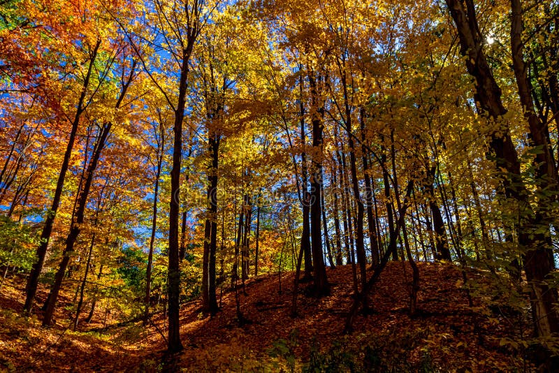 Deep Inside a Forest during the Fall, with the Yellow Charm, Central ...