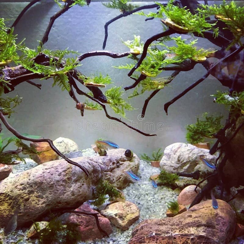 Deep Inside Nature in Aquascape Stock Image - Image of nature, inside ...