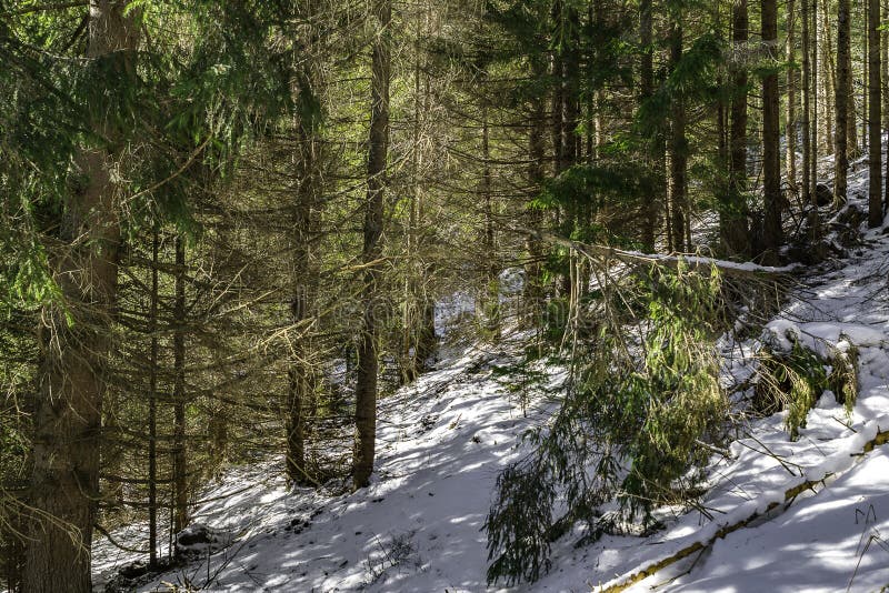 Deep Inside a Raw Untouched Forest Stock Image - Image of stream, stone ...