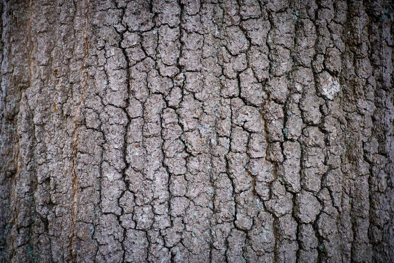 Deep Tree Bark with Hints of Green Algae Fills Frame Stock Image ...