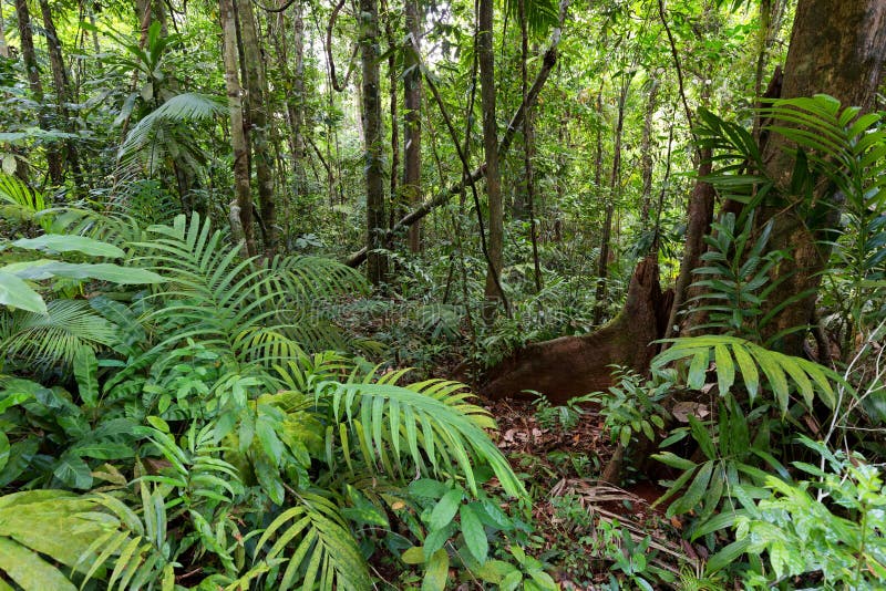 Jungle vines complexity stock image. Image of natural - 15447115