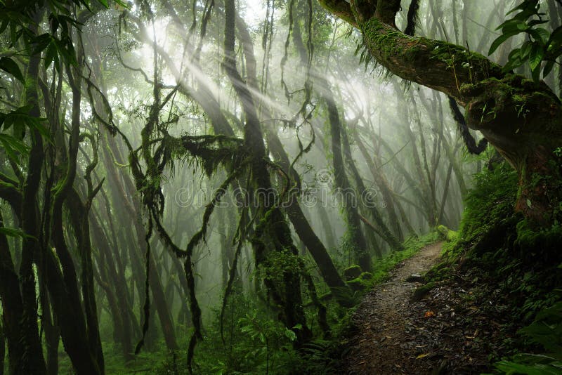 Southeast Asian Deep Jungle Stock Photo - Image of palm, mountain ...
