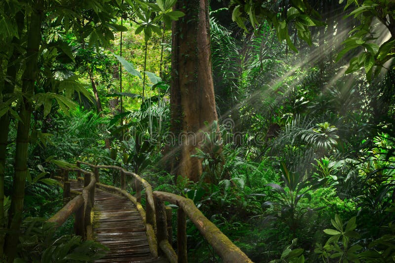 Southeast Asian Deep Jungle Stock Image - Image of ground, asian: 128947185