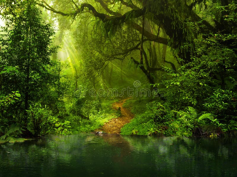 Deep in the Jungle stock image. Image of landscape, water - 3924627