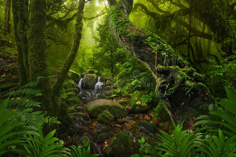 Southeast Asian Deep Jungle Stock Image - Image of nature, environment ...