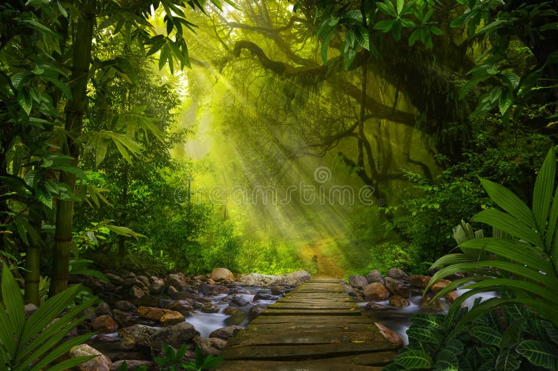 Southeast Asian Deep Jungle Stock Image - Image of myanmar, pristine ...