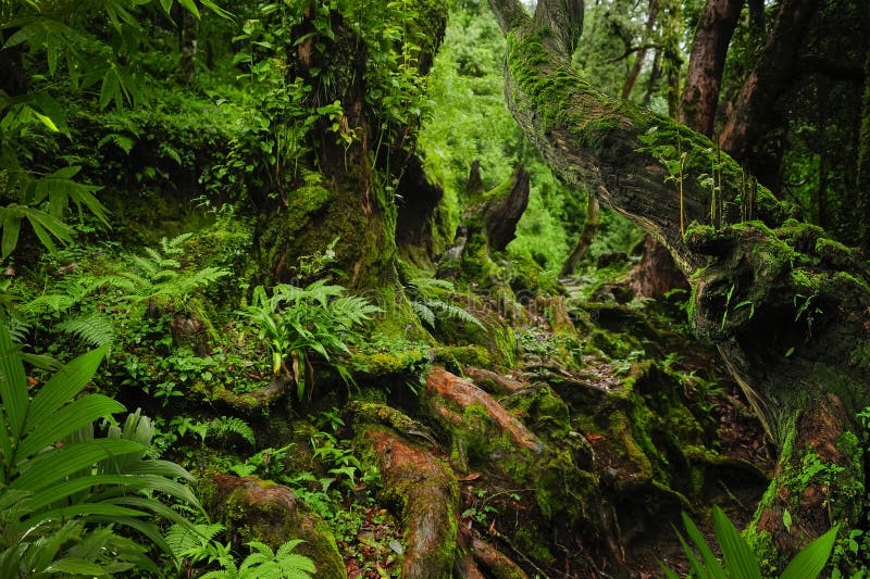 Amazon Jungle Trees Dense Vegetation Stock Photos - Download 266 ...