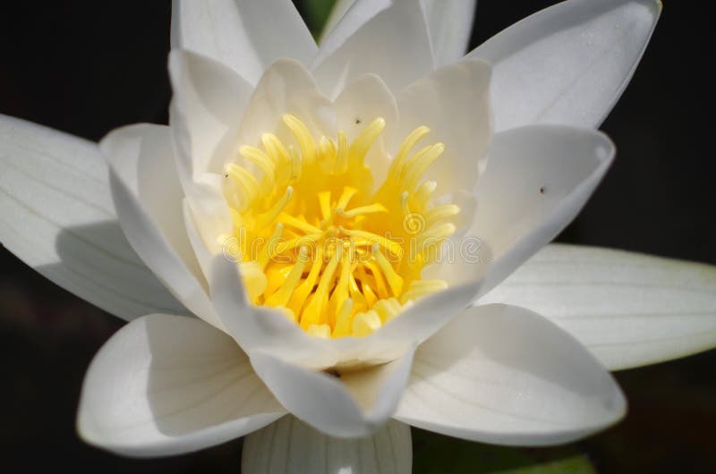 Deep in the Lily stock photo. Image of mirror, beautiful - 125500968