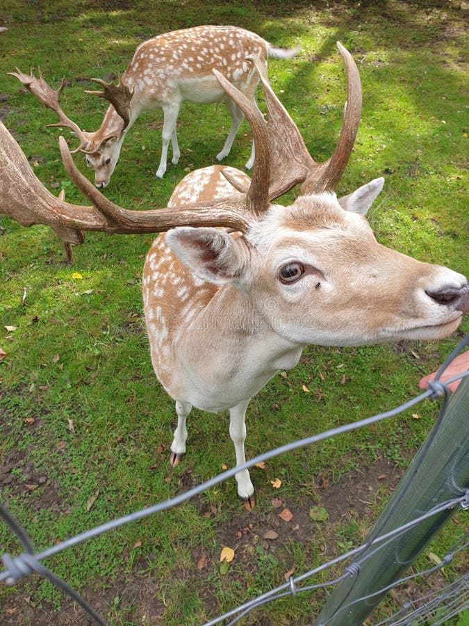 Deep look of Doe stock image. Image of plant, deer, flower - 186876149