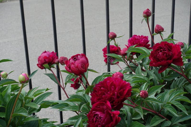 Deep Magenta Colored Flowers of Peonies in May Stock Image - Image of ...