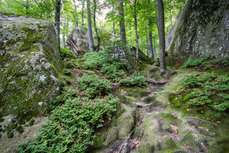 Deep Moss Fores with Plants Stock Image - Image of landscape, moss ...