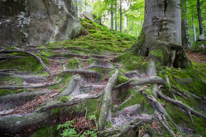 Deep Moss Fores with Plants Stock Image - Image of deep, park: 72850971