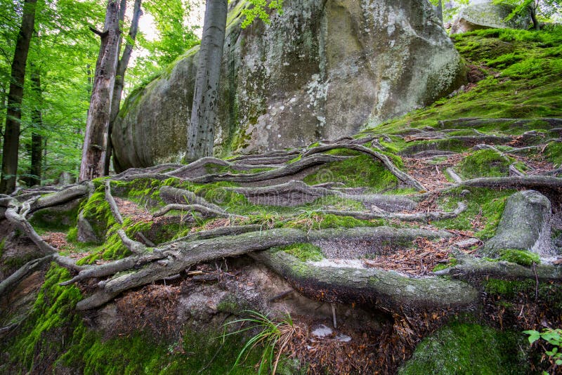 Deep Moss Fores with Plants Stock Image - Image of pine, earth: 72851313