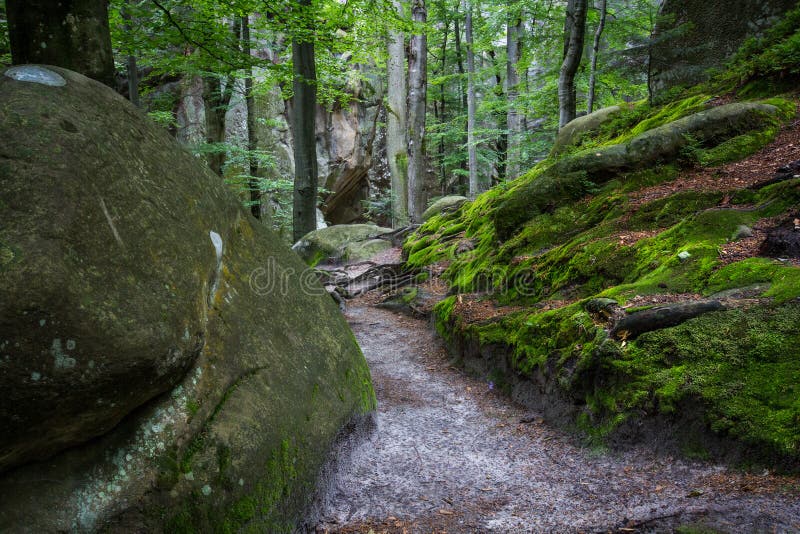 Deep Moss Fores with Plants Stock Image - Image of carpathians, green ...