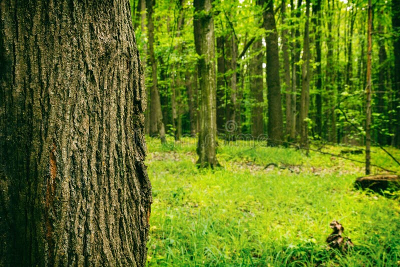 Deep Moss Fores with Plants Stock Image - Image of branch, green: 72851757