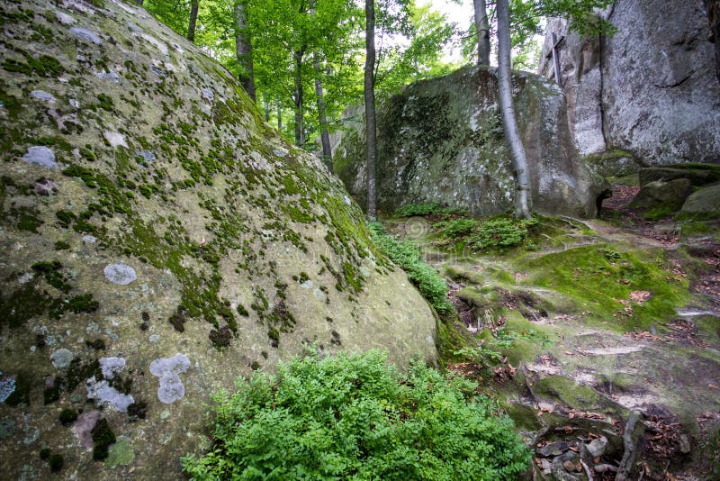 Deep Moss Fores with Plants Stock Photo - Image of mushrooms, natural ...
