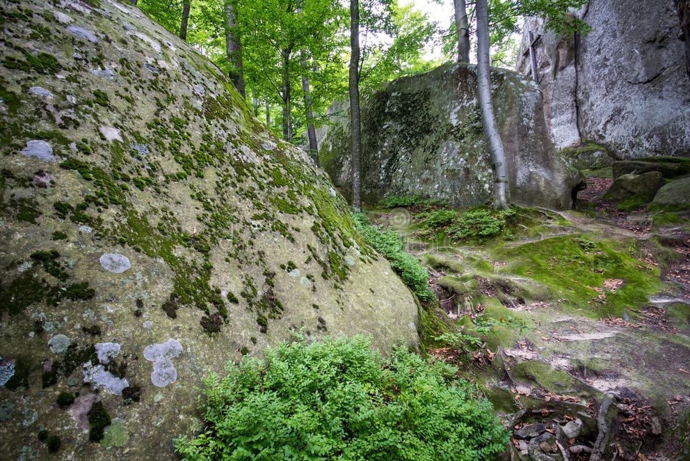 Deep Moss Fores with Plants Stock Photo - Image of mushrooms, natural ...
