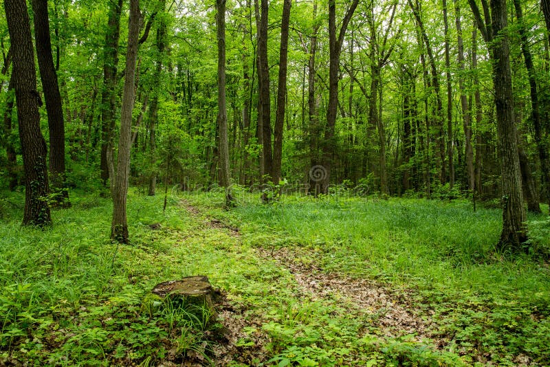 Deep Moss Fores with Plants Stock Photo - Image of fores, ground: 72851866