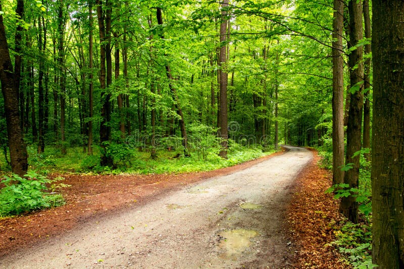 Deep Moss Fores with Plants Stock Image - Image of park, fores: 72851909