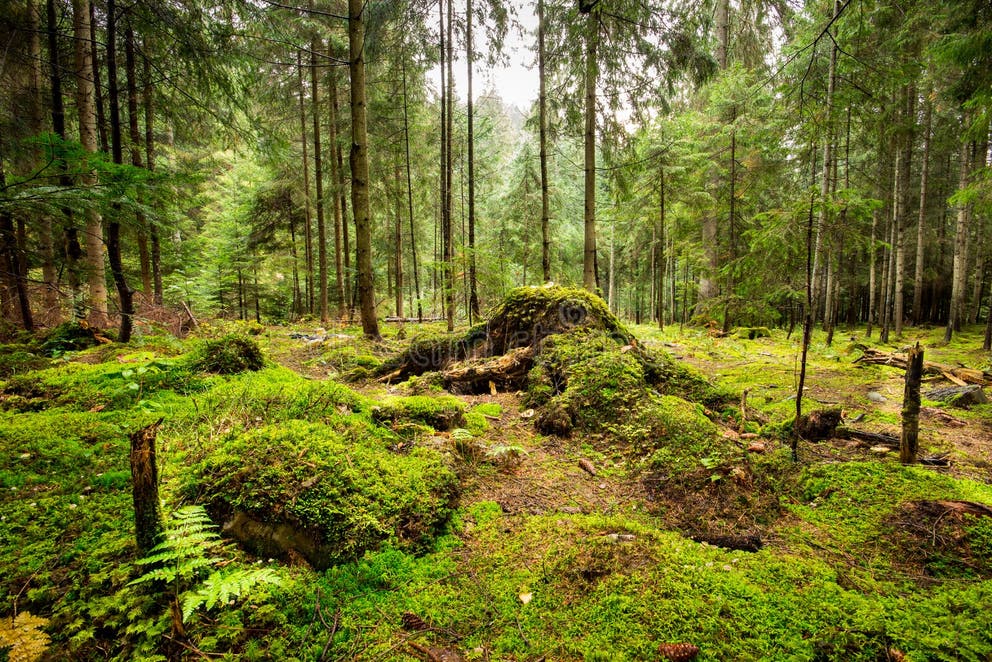 Deep Moss Fores with Plants Stock Image - Image of shadow, pine: 72852361