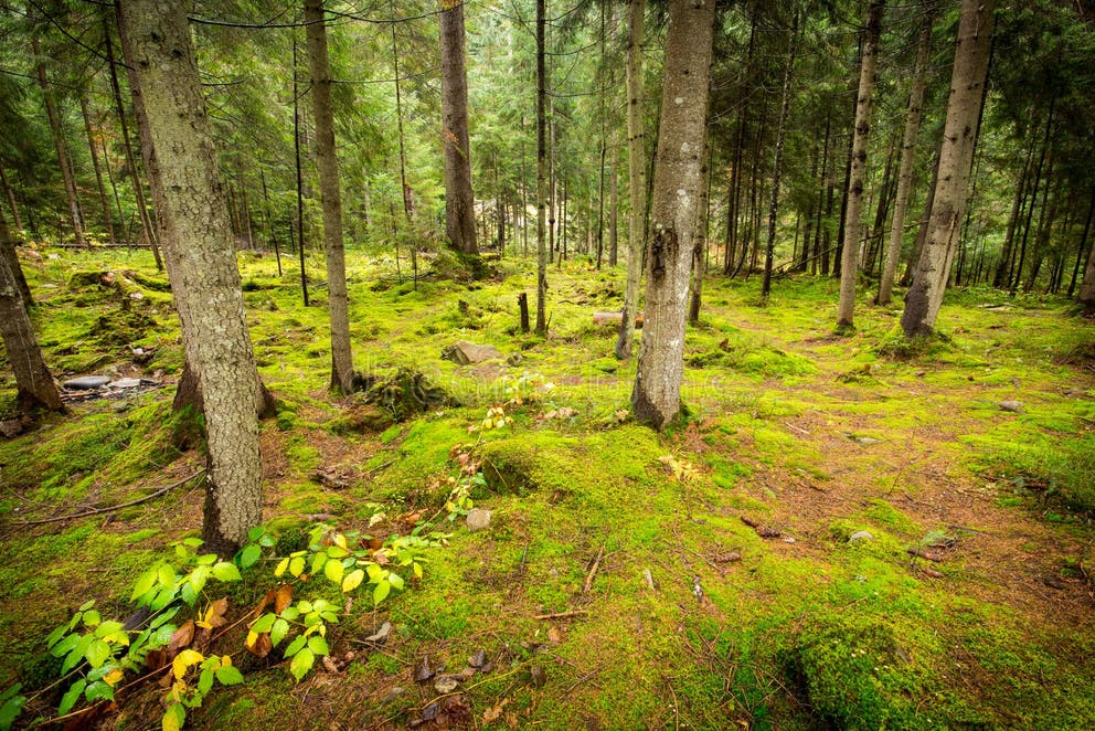 Deep Moss Fores with Plants Stock Photo - Image of scenery, green: 72852490
