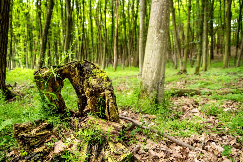 Deep Moss Fores with Plants Stock Image - Image of park, moisture: 72852505