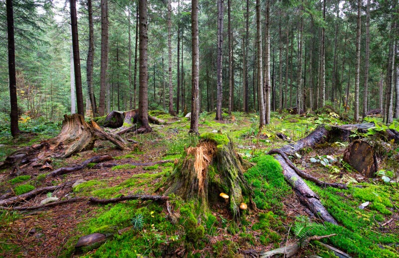 Deep Moss Fores with Plants Stock Photo - Image of rain, mushrooms ...