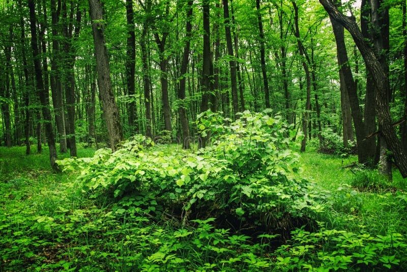 Deep Moss Fores with Plants Stock Photo - Image of scenic, outdoor ...