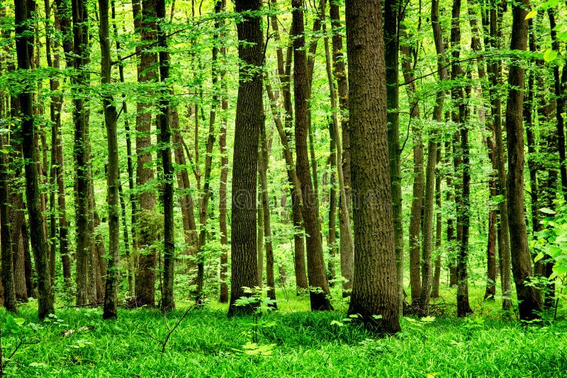 Deep Moss Fores with Plants Stock Photo - Image of outdoor, scenery ...
