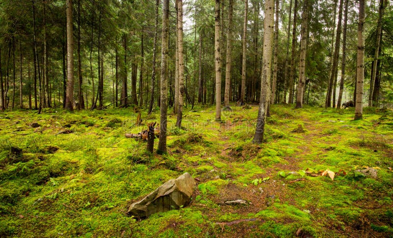Deep Moss Forest with Plants Stock Image - Image of moisture, scenic ...