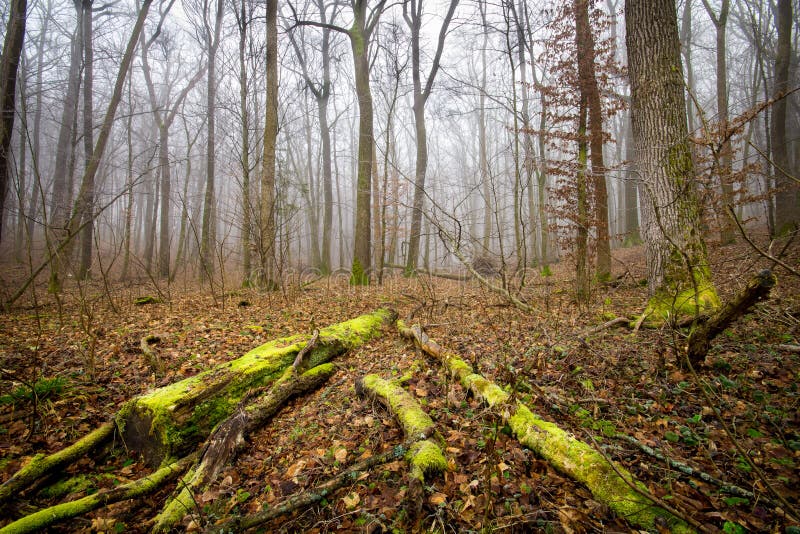 Deep Moss Forest with Plants Stock Photo - Image of plant, park: 72887628