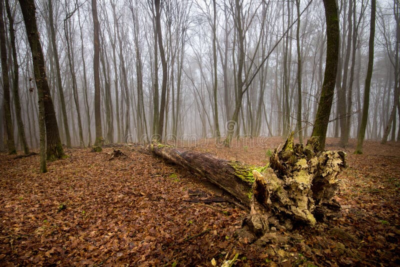 Deep Moss Forest with Plants Stock Image - Image of plants, moss: 72853437