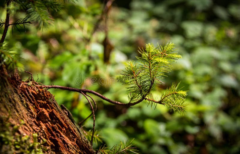 Deep Moss Forest with Plants Stock Photo - Image of scenery, park: 72853462
