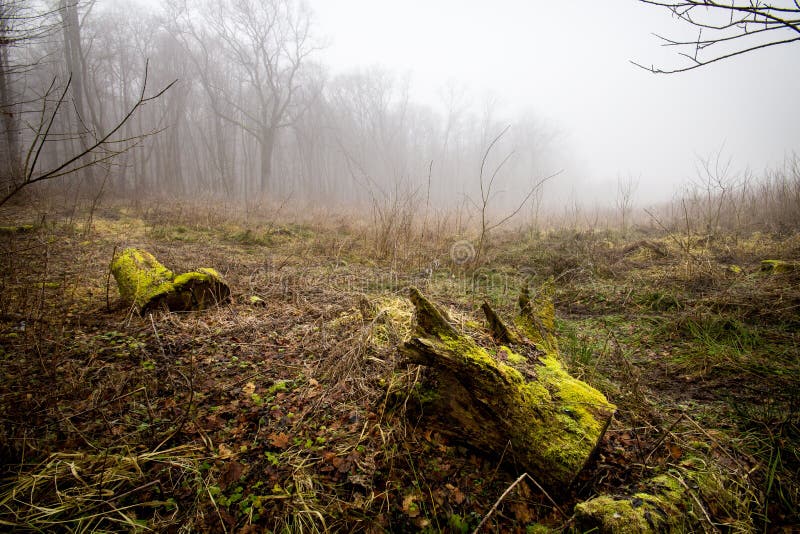Deep Moss Forest with Plants Stock Photo - Image of environment, earth ...
